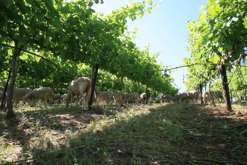 Crossbreeding or not crossbreeding? That is not the question ...