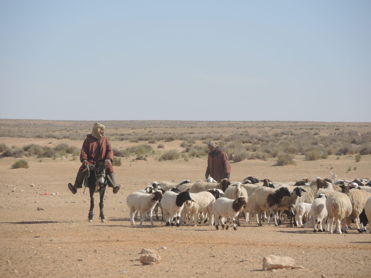 Regional perspectives on pastoralism – Pastoralism, Uncertainty and ...